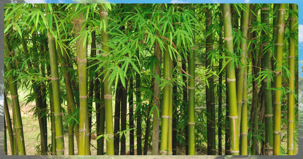 Is Bamboo Really Sustainable? How and WHY You Should Use Bamboo In Home ...