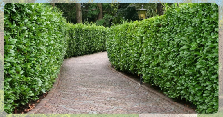 Tropical Living Fences: Best Outdoor Plants for Natural Fences in Homes ...