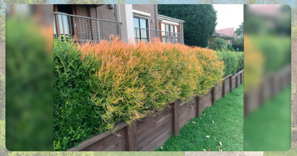 Tropical Living Fences: Best Outdoor Plants for Natural Fences in Homes ...