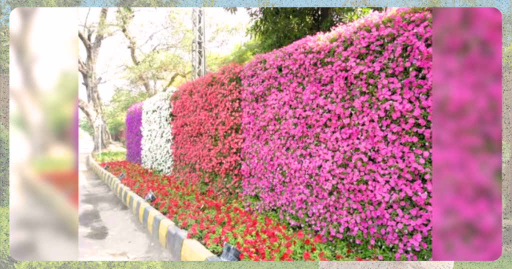 Tropical Living Fences: Best Outdoor Plants for Natural Fences in Homes ...