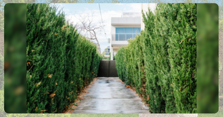 Tropical Living Fences: Best Outdoor Plants for Natural Fences in Homes ...