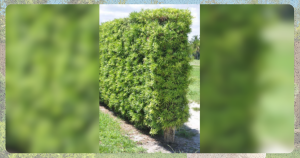 Tropical Living Fences: Best Outdoor Plants for Natural Fences in Homes ...