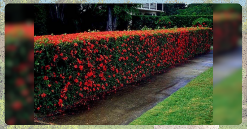 Tropical Living Fences: Best Outdoor Plants for Natural Fences in Homes ...